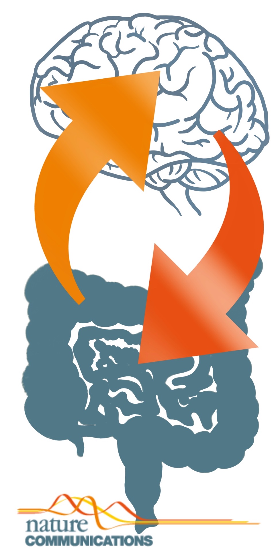 Decoding Two-Way Brain-Gut Communication Unveils New Insights into ...