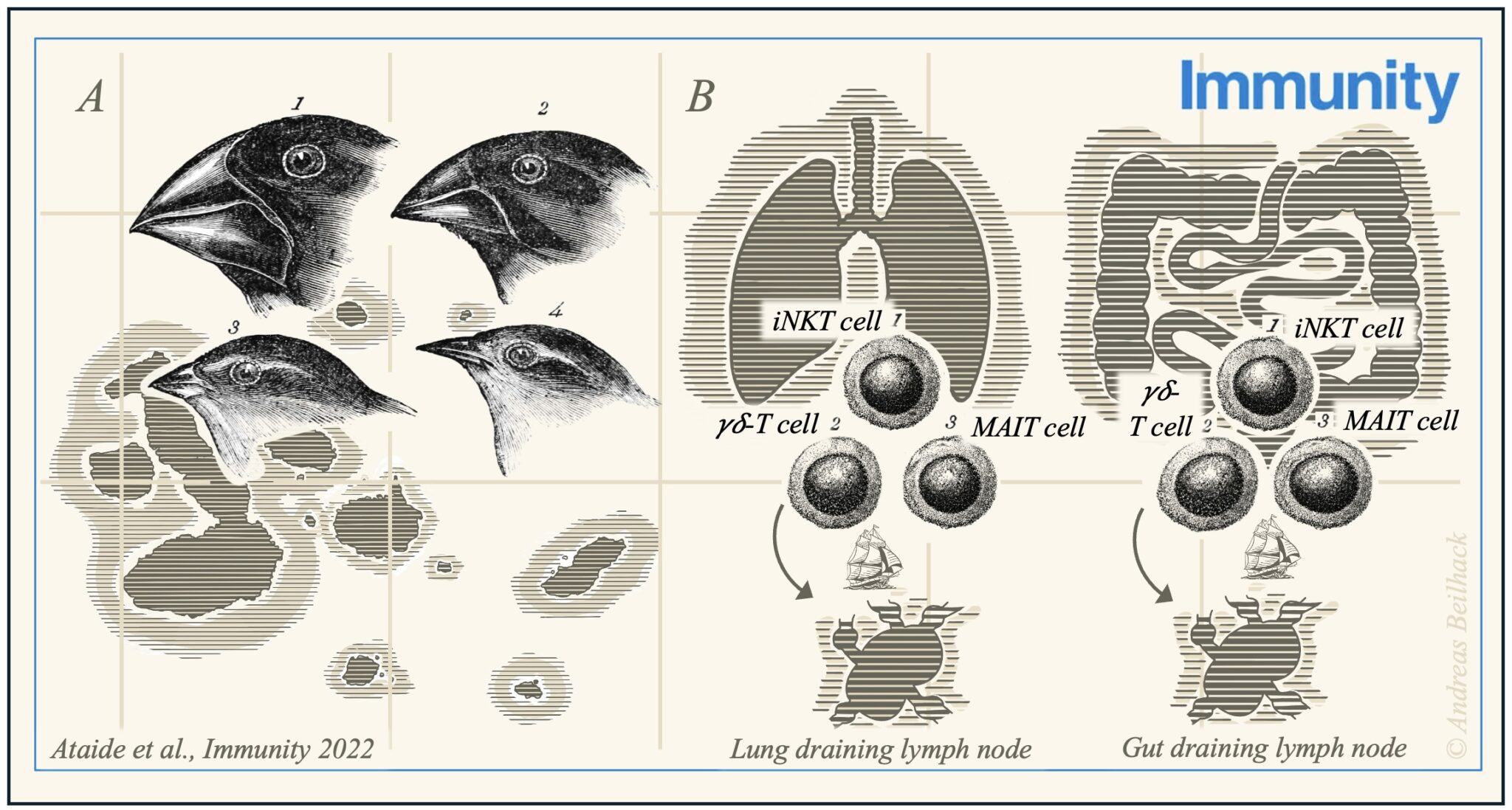 How tissue-specific unconventional T cells shape local immune responses ...